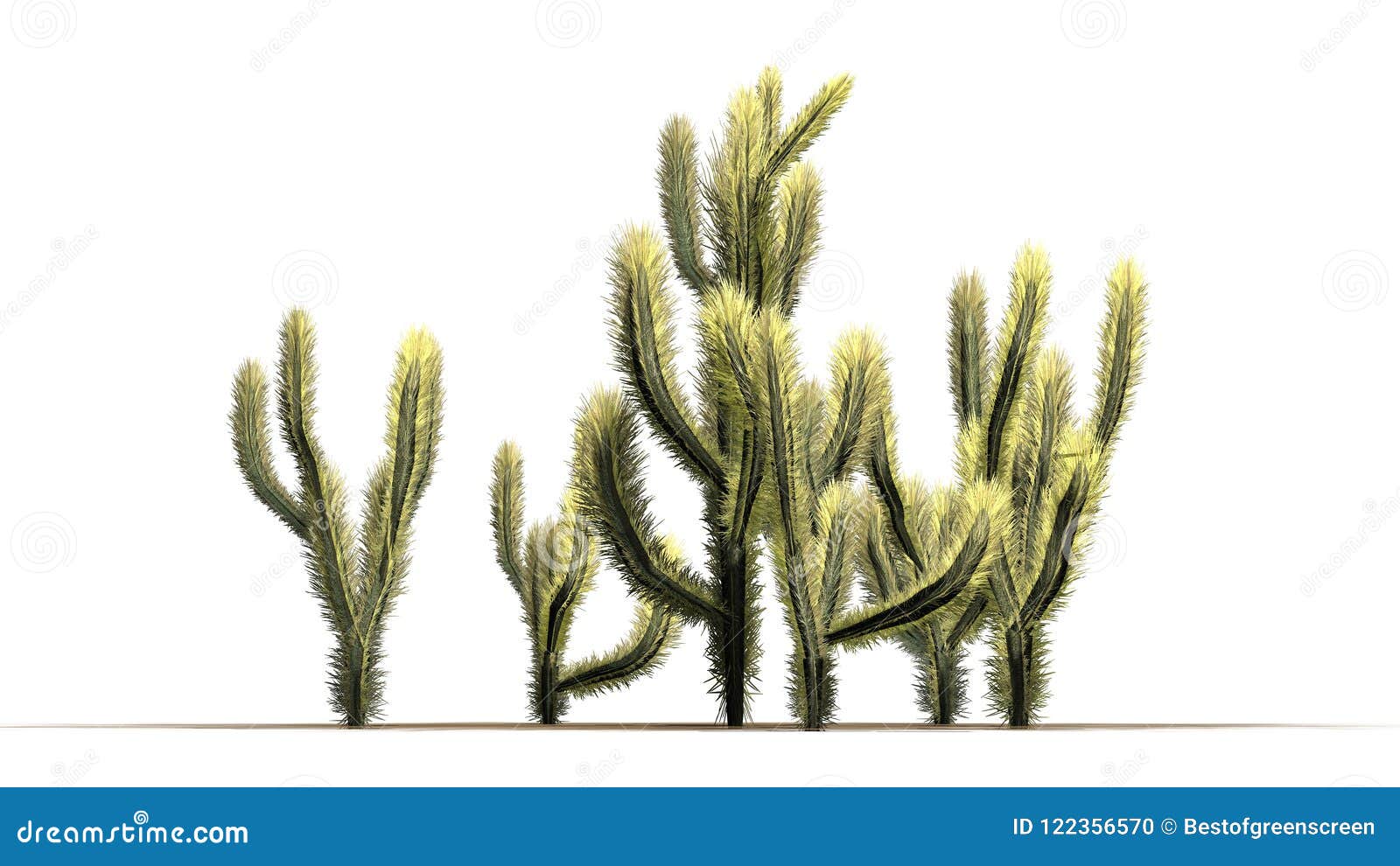 Different Cholla Stock Illustrations – 13 Different Cholla Stock ...