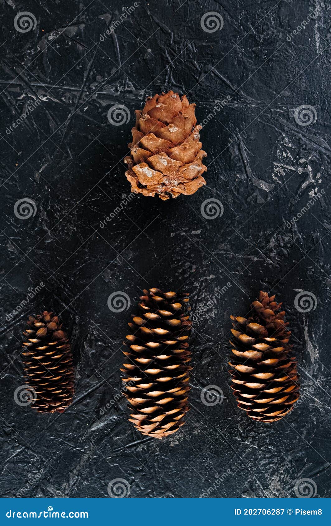 Several Different Cones of a Coniferous Tree Stock Image - Image of ...