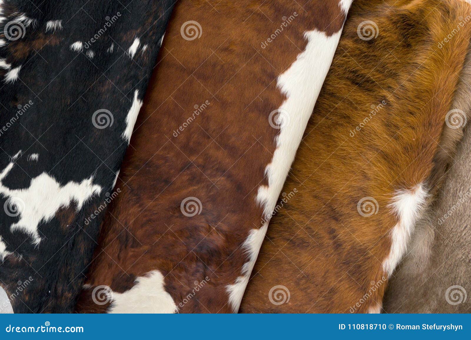Several Different Cow Skin, Pattern Texture Stock Photo - Image of ...