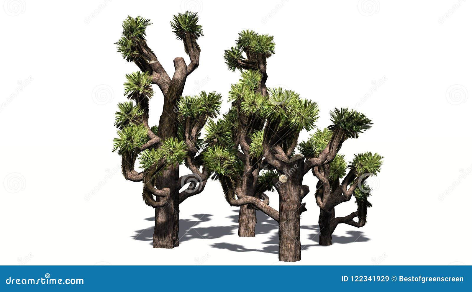 Several Different Joshua Trees Stock Illustration - Illustration of ...