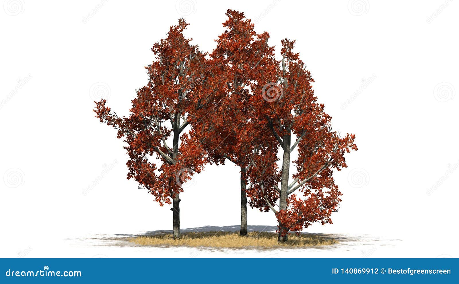 Several Different Red Maple Trees in Fall on a Grass Stock Illustration ...