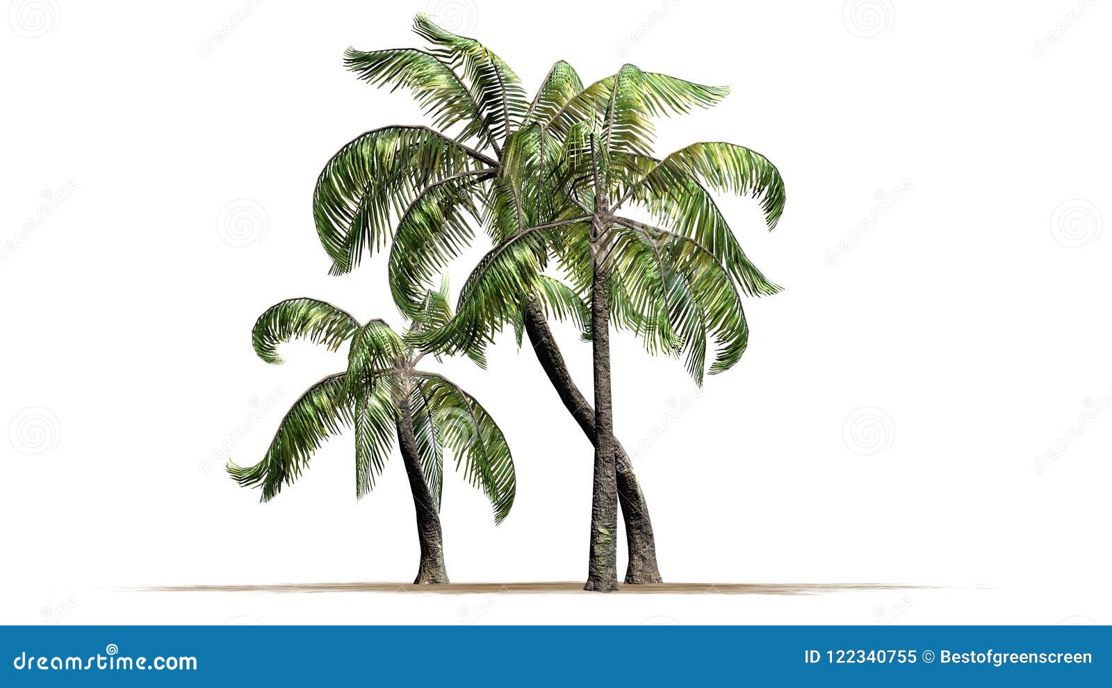 Several Different Sample Palm Trees Stock Image - Image of nature, tree ...