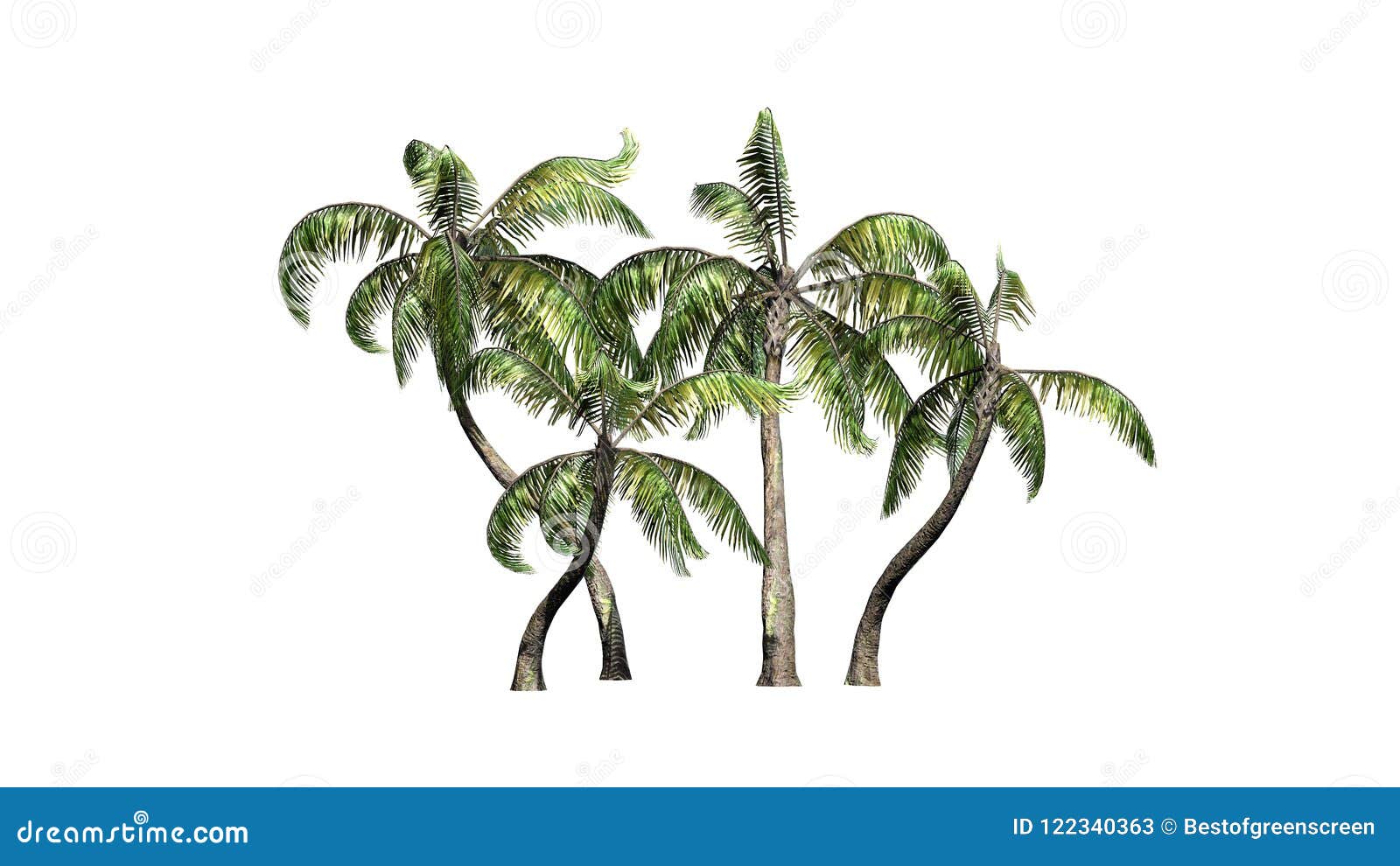 Several Different Sample Palm Trees Stock Image - Image of natural ...