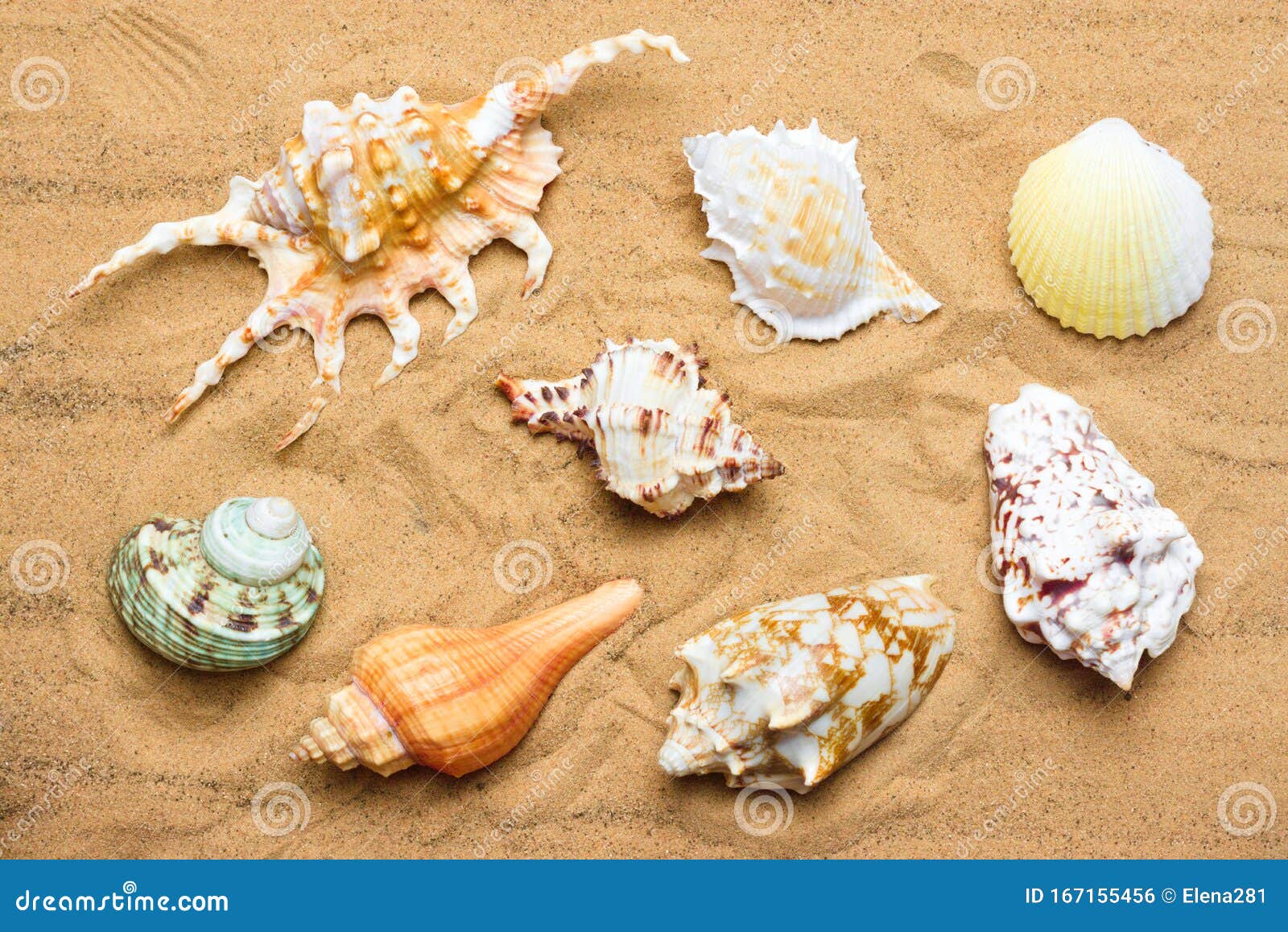 Several Different Seashells in the Sand, Top View Stock Photo - Image ...