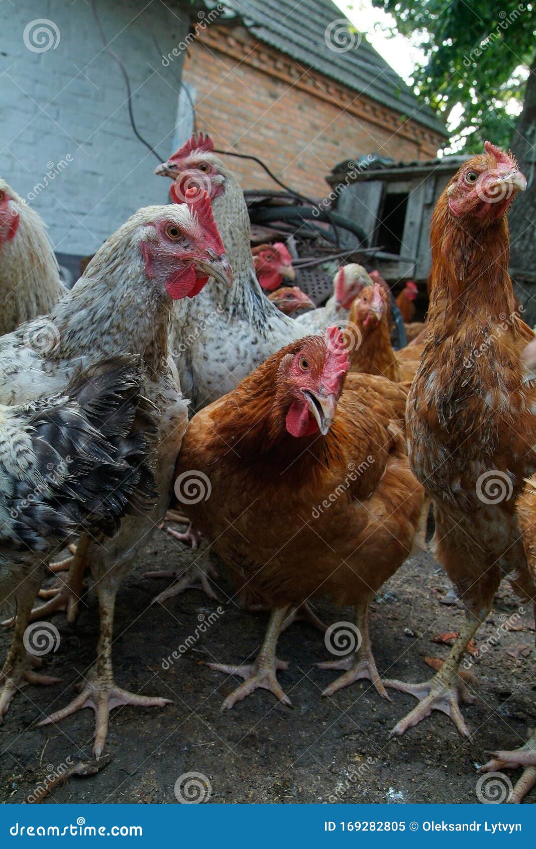 Several Domestic Hens of Different Colors in Double-looking Directly at ...