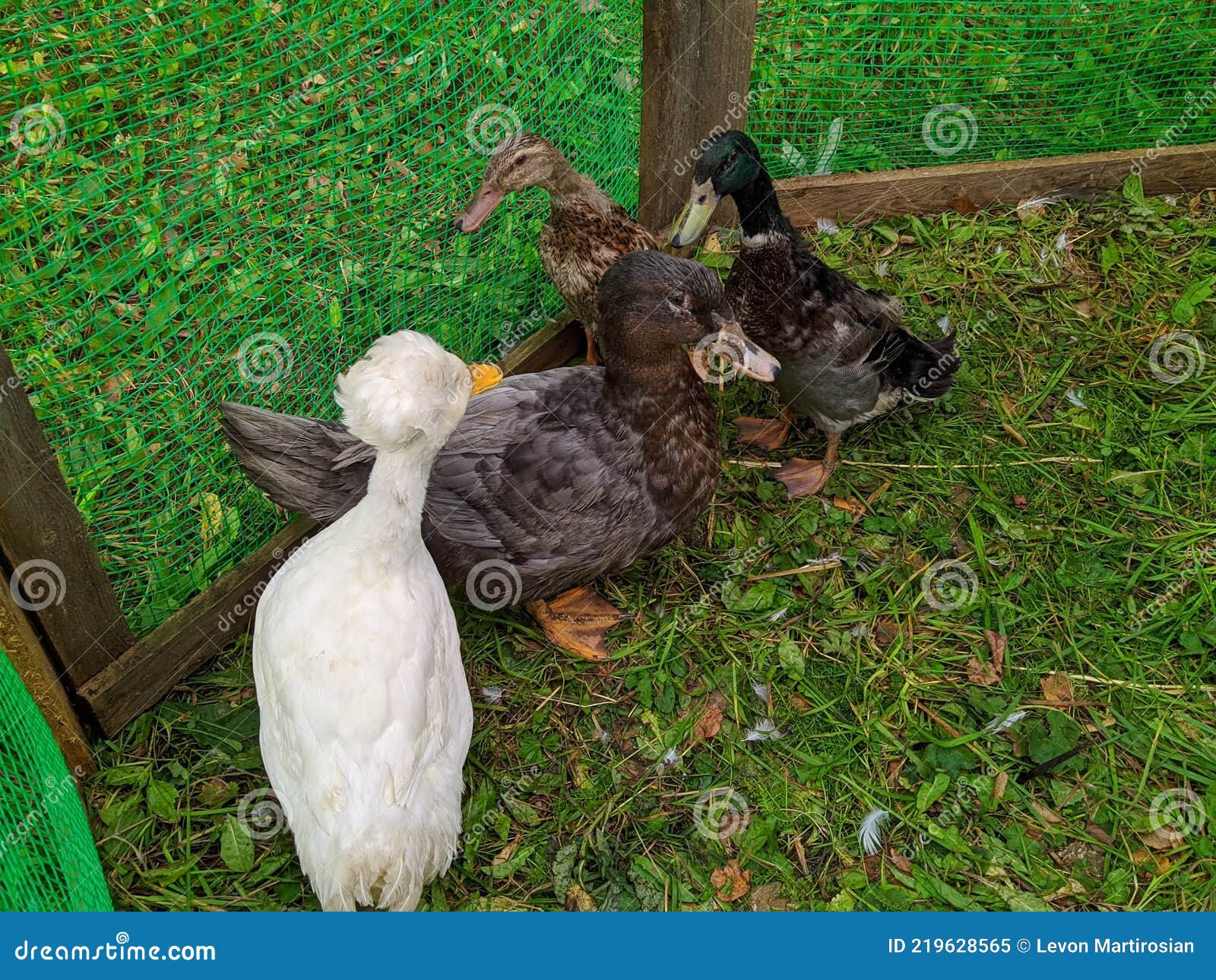 Several Ducks and One White Crested Goose in One Pen Stock Image ...