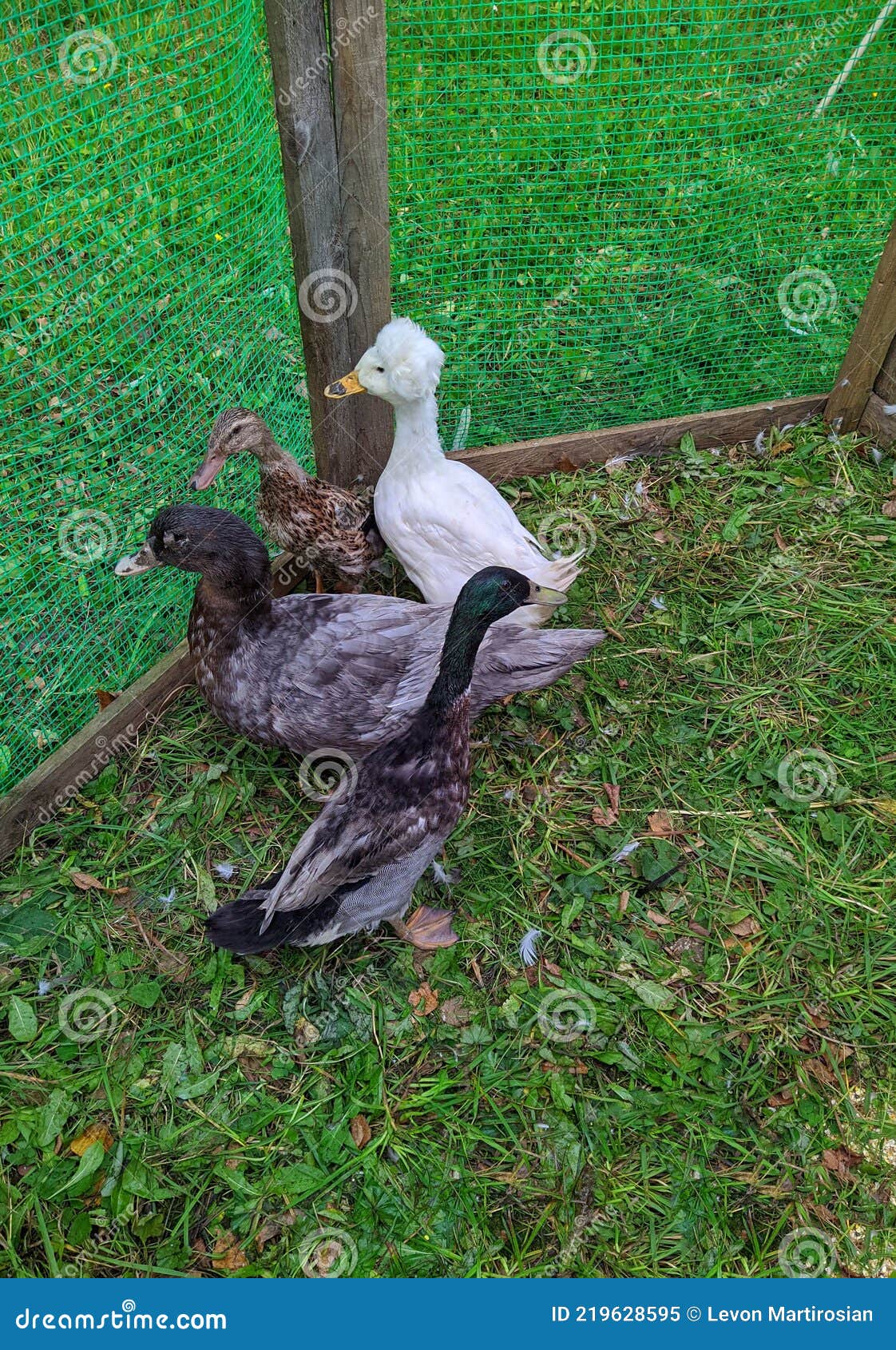 Several Ducks and One White Crested Goose in One Pen Stock Image ...