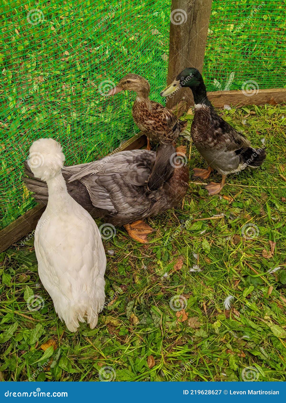 Several Ducks and One White Crested Goose in One Pen Stock Image ...