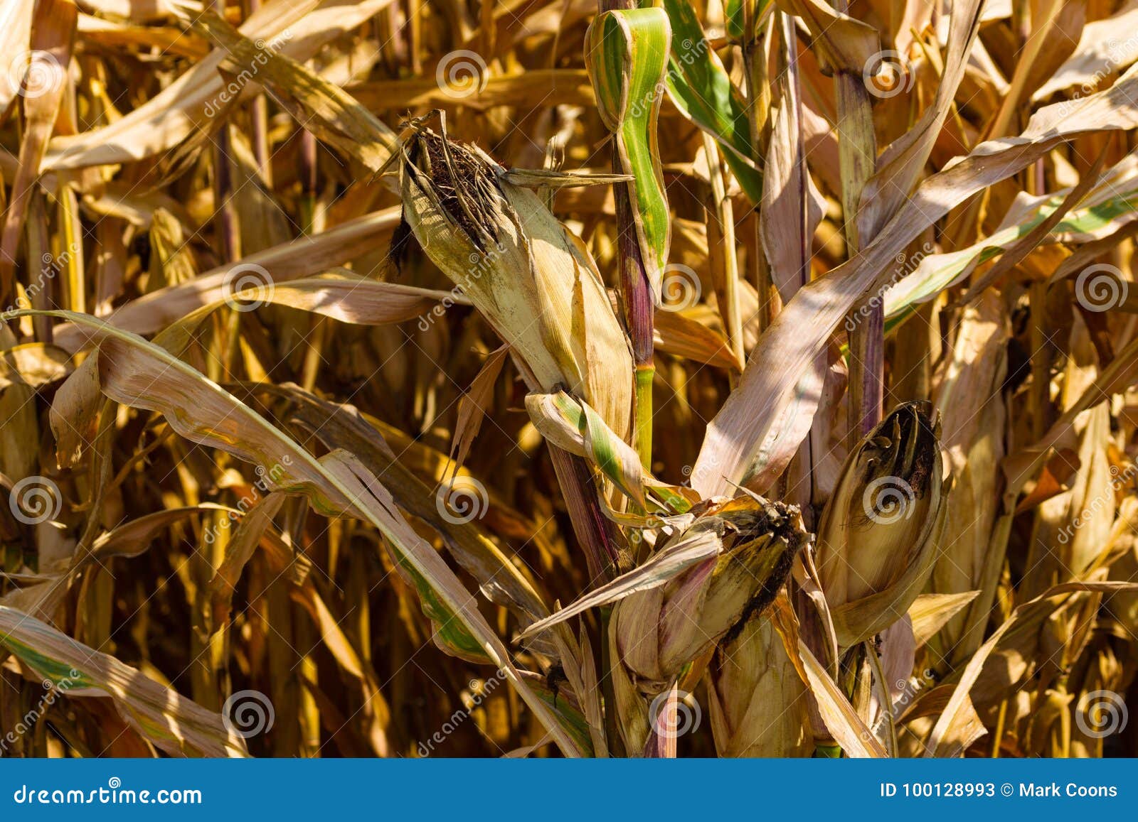 Several Ears of Corn As Harvest Time Approaches Stock Image - Image of ... Several Ears of Corn As Harvest Time Approaches Stock Image - Image of ...