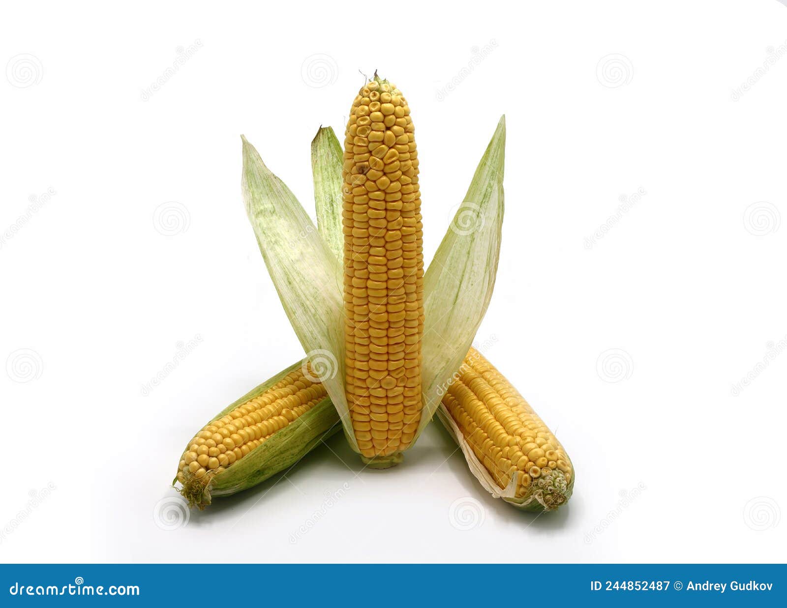 Several Ears of Corn with Leaves on a Light Background. Natural Product ...