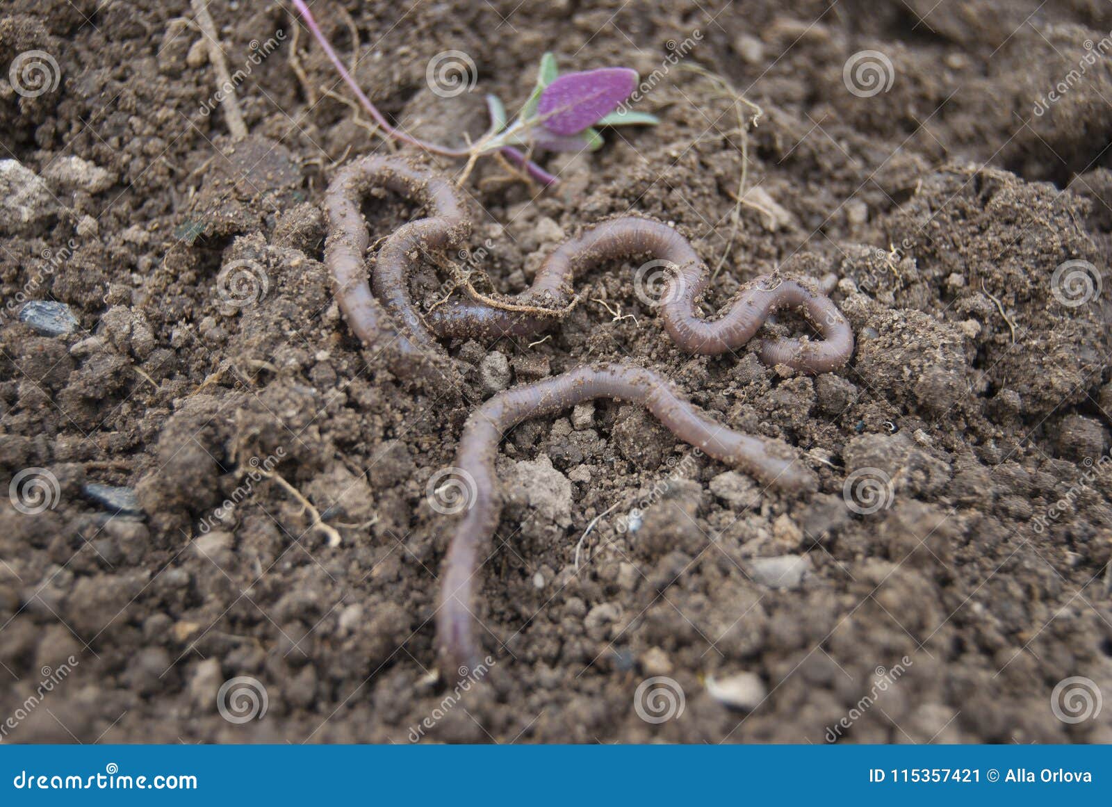 Several Earthworms Crawl on the Surface of the Earth. Stock Image ...