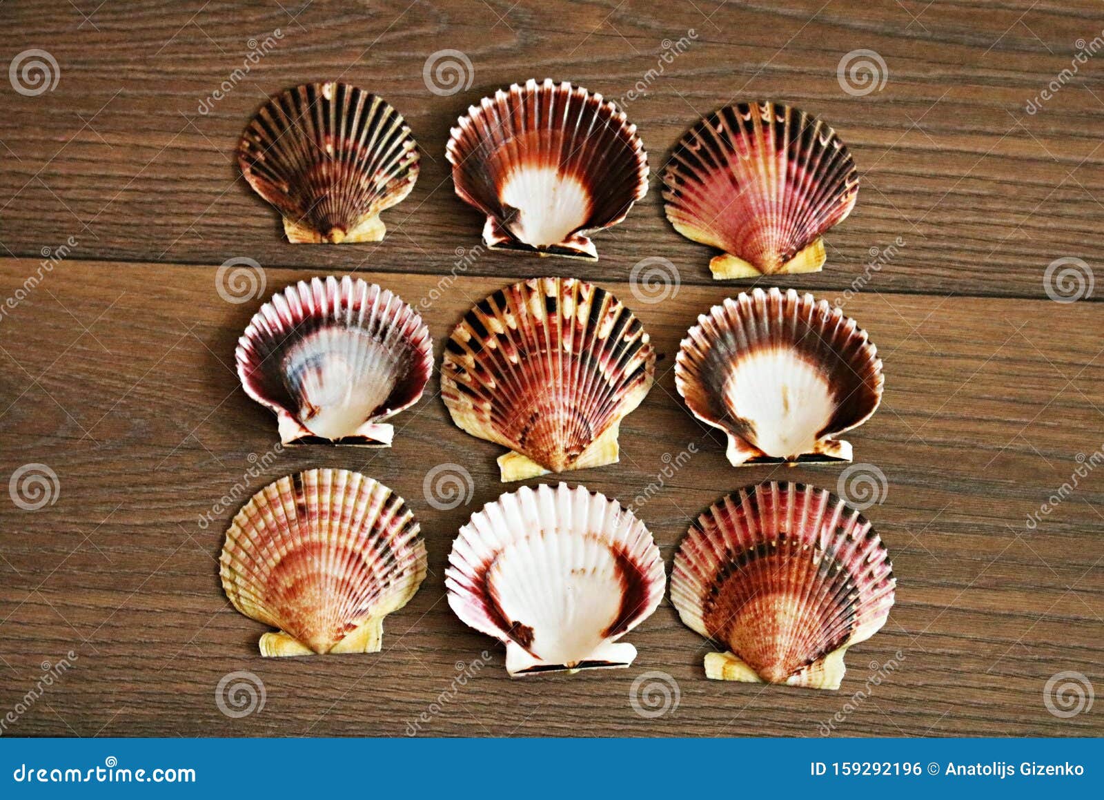 Several Empty Beautiful Scallop Shells Patterned on a Brown Table Stock ...