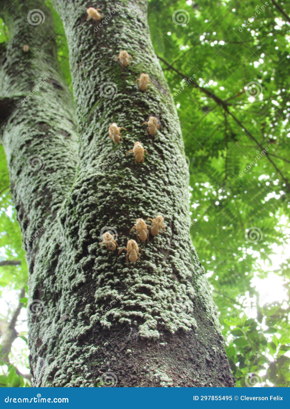 Several Empty Cicada Shells Clinging Stock Image - Image of macro ...