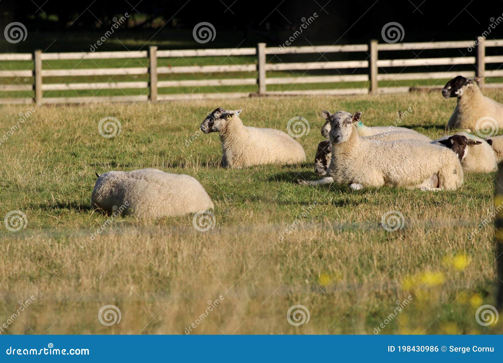 Several Sheep Lying on the Grass Stock Photo - Image of farming, grass ...