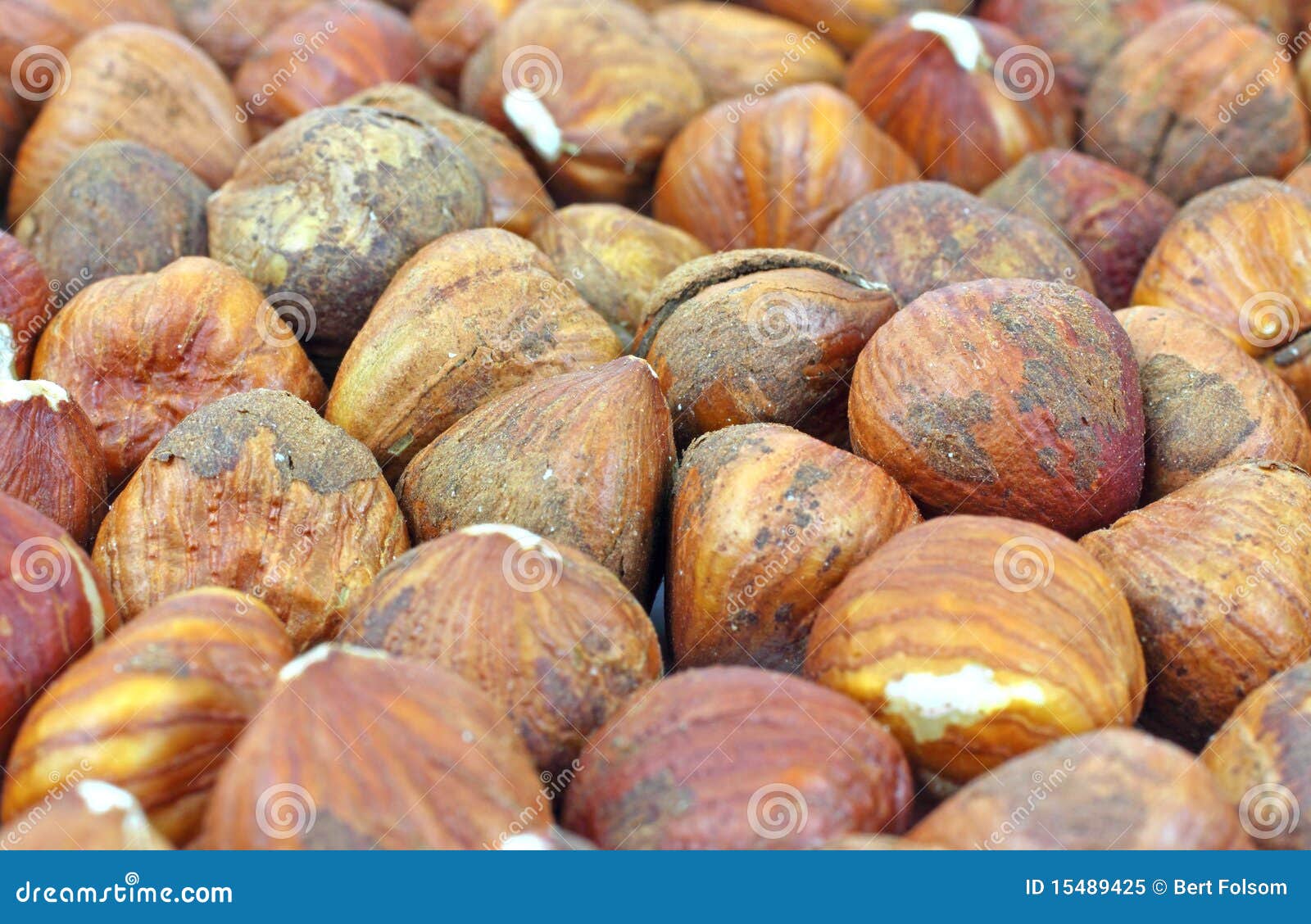 Several filbert nuts stock image. Image of meat, filbert - 15489425