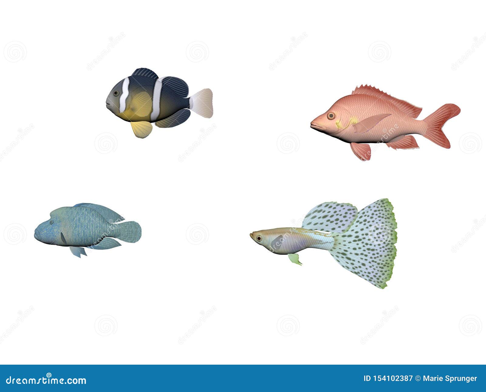 Koi Fish Colors Albino Full Platinum White Guppy Black Colour Fish ...