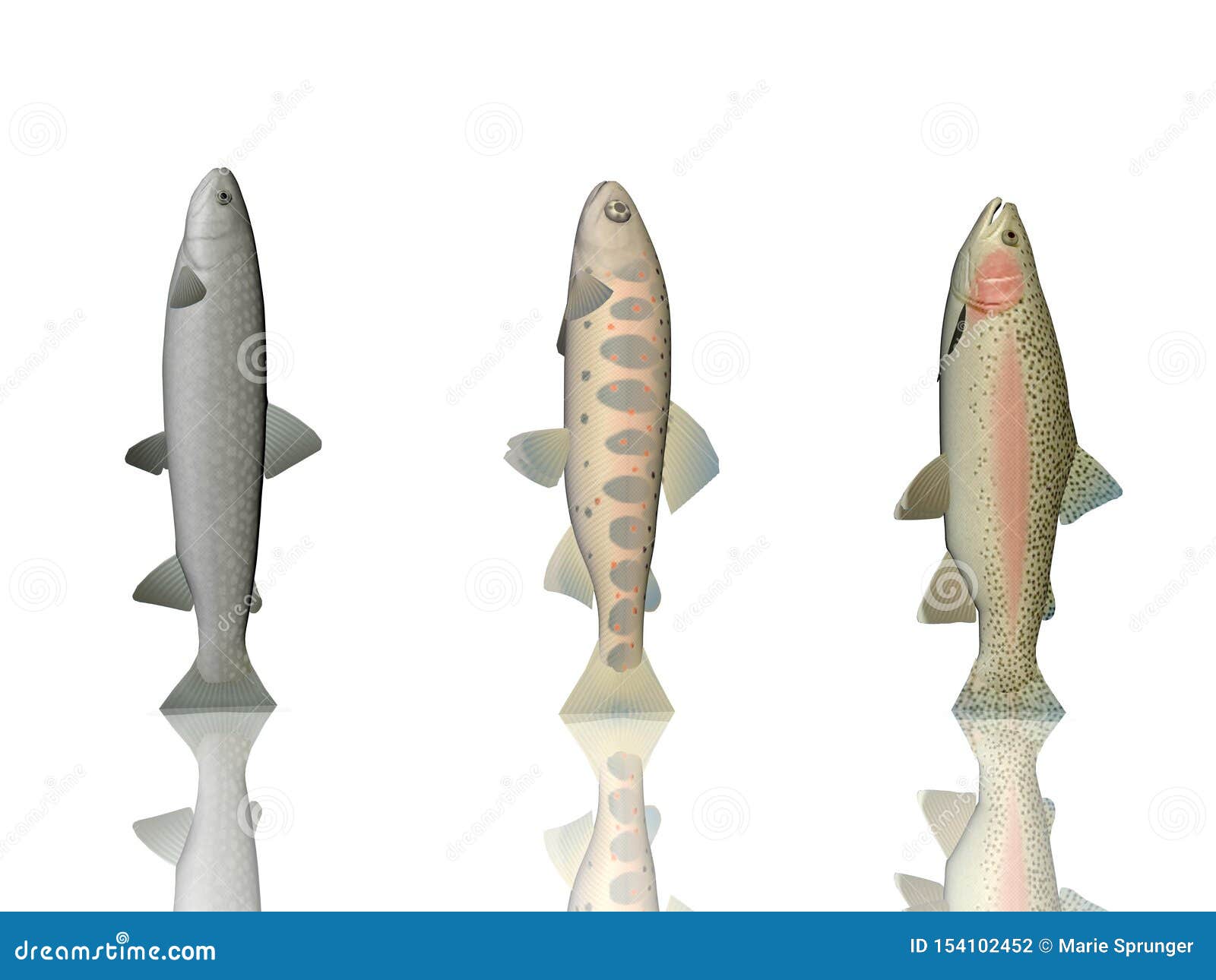 Koi Fish Colors Albino Full Platinum White Guppy Black Colour Fish ...