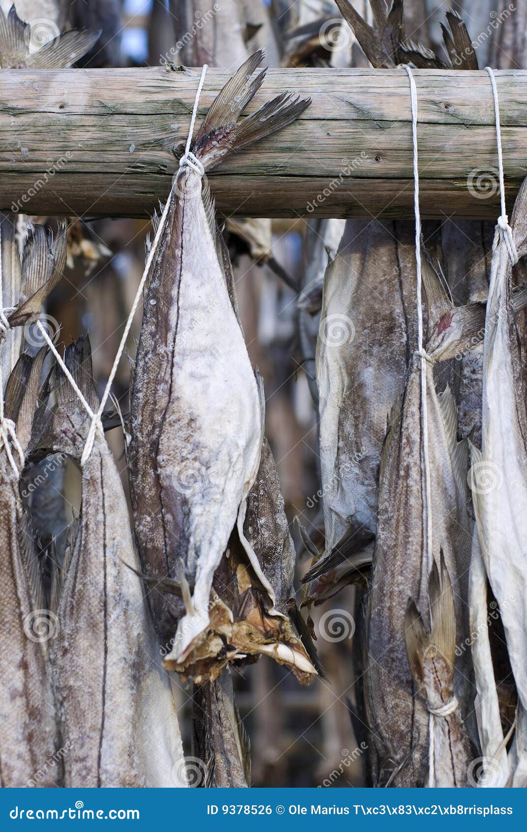 Several fish hung to dry stock photo. Image of gourmet - 9378526