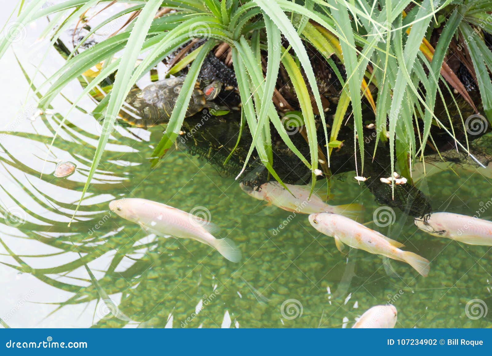 Several Fishes on a Fish Pond Stock Photo - Image of carp, natural ...
