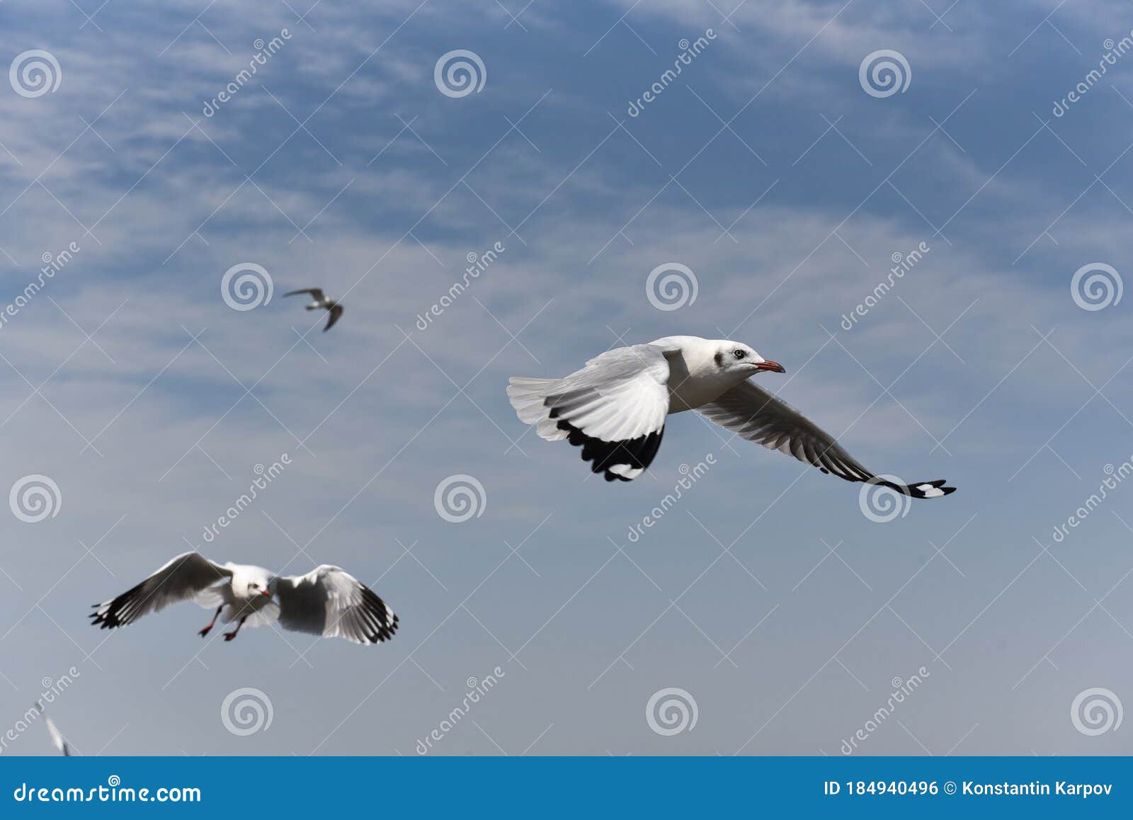Several Flying Gulls on a Background of Cloudy Blue Sky Stock Photo ...