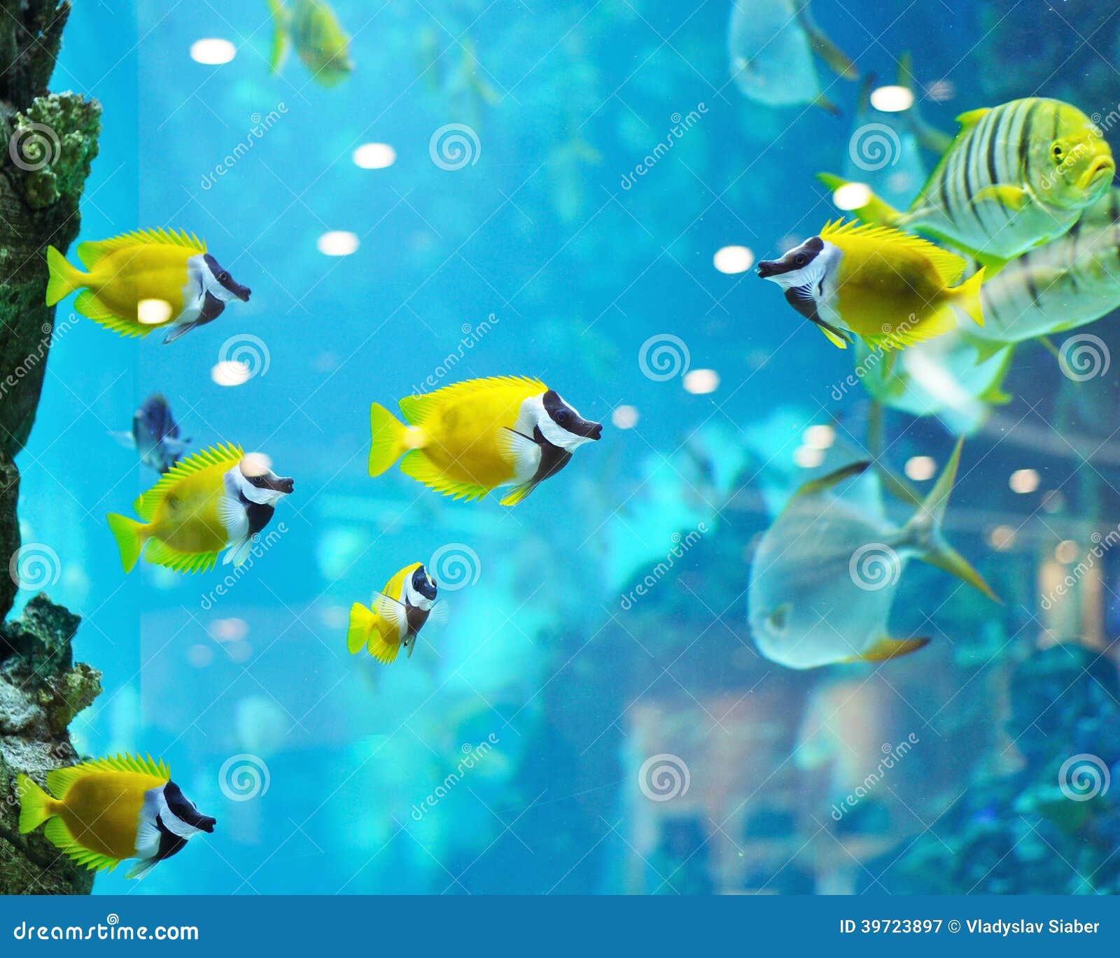 Several foxface fish stock image. Image of yellow, scratch - 39723897