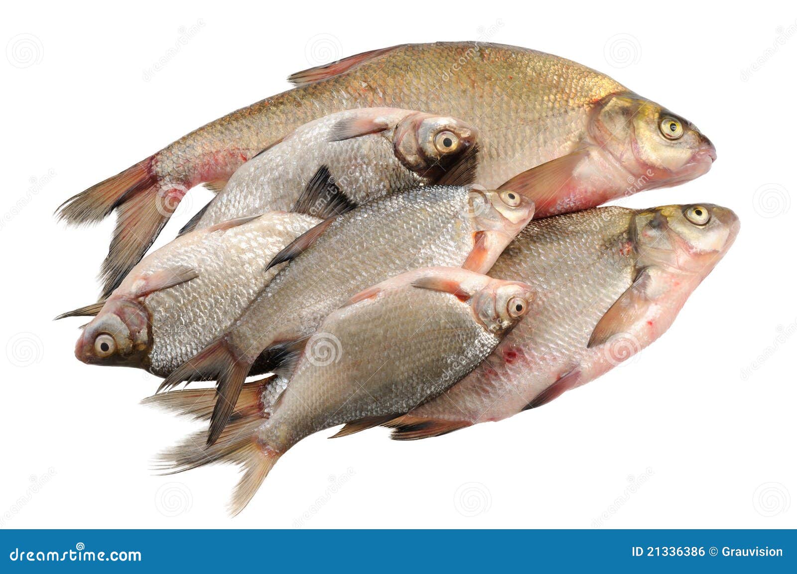 Several Fresh Freshwater Fish Stock Photo - Image of food, closeup ...