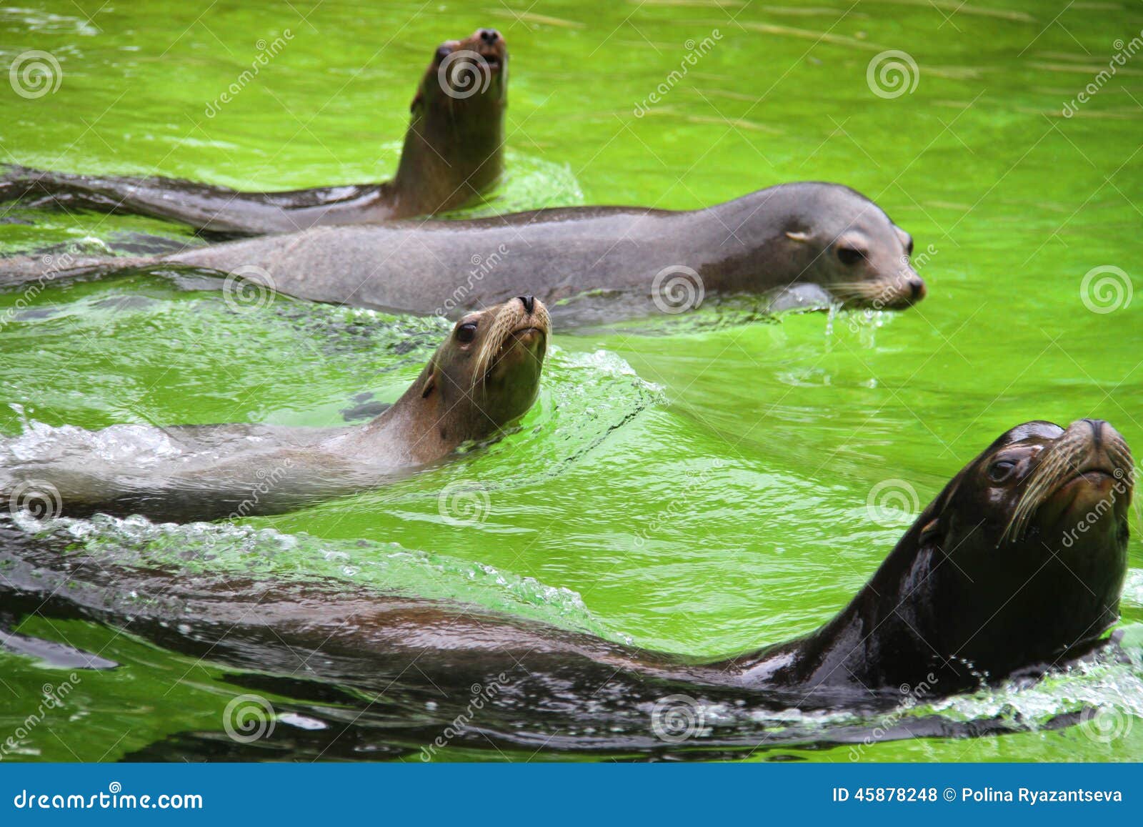 Several Fur Seals in the Pool Stock Photo - Image of cute, life: 45878248