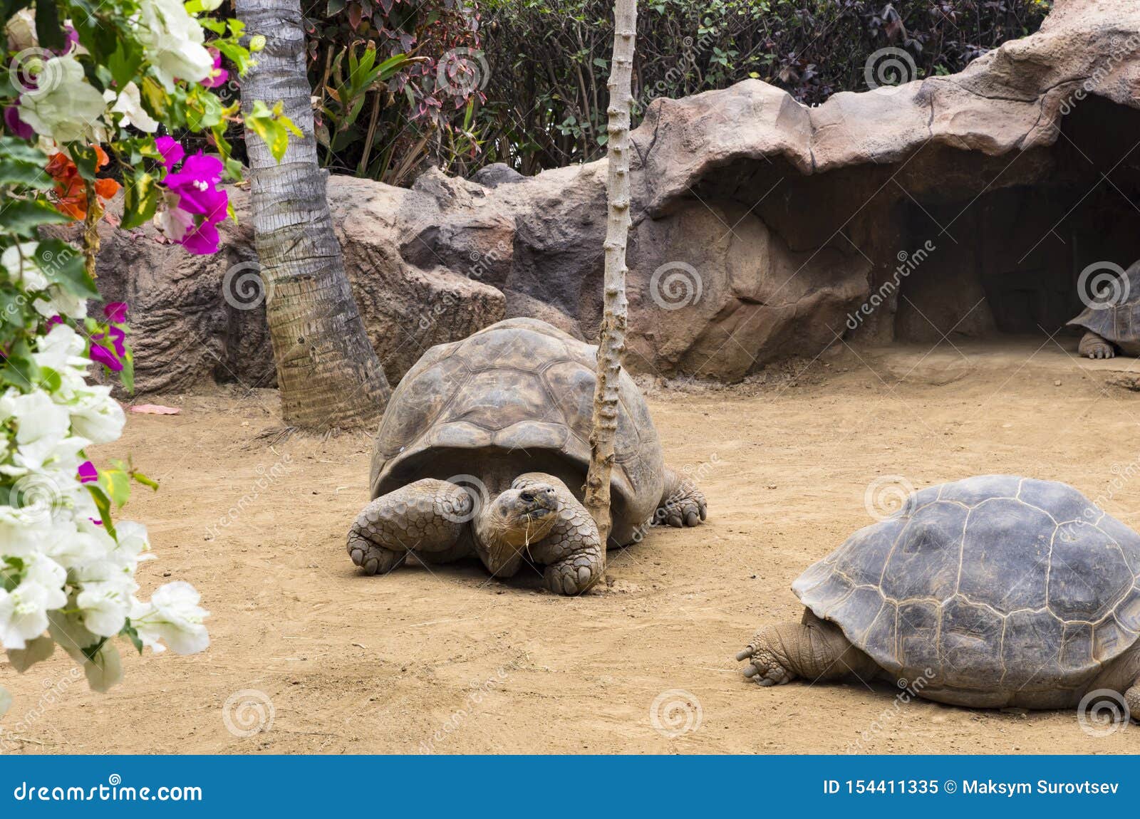 Several galapagos turtles stock image. Image of huge - 154411335