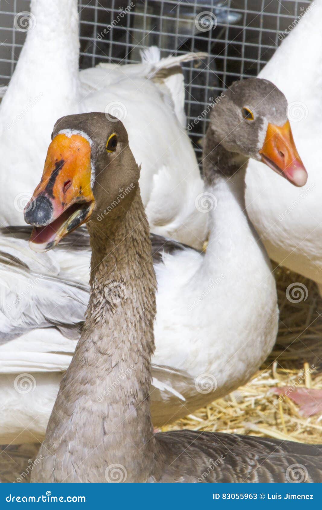 Several gooses stock image. Image of pets, birdlife, moving - 83055963