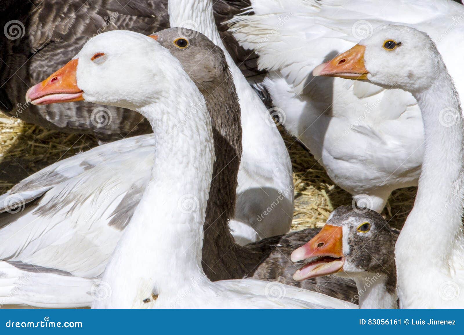 Several gooses stock image. Image of marching, feather - 83056161