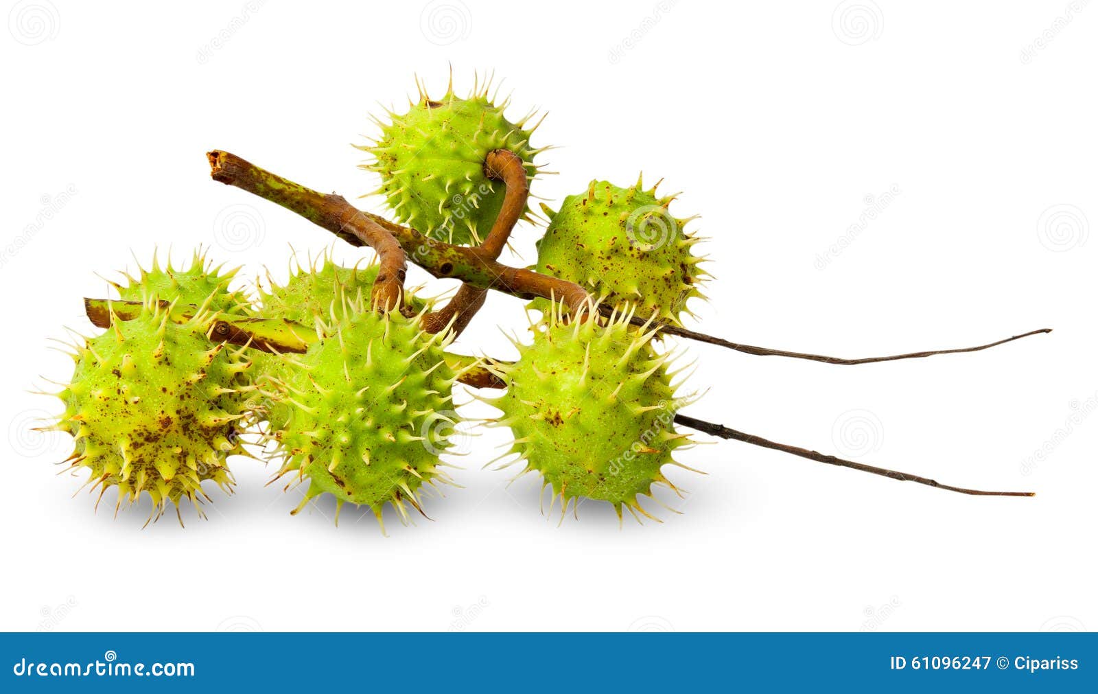 Several Green Chestnuts on Branch Stock Image - Image of prickle ...