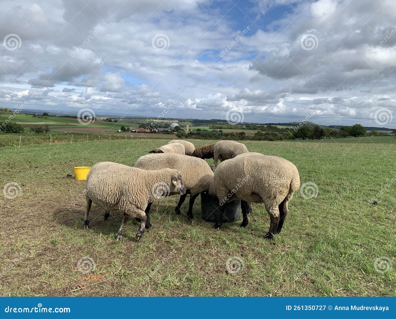 Several Groups of White Sheep in a Paddock Drink Water from Plastic ...