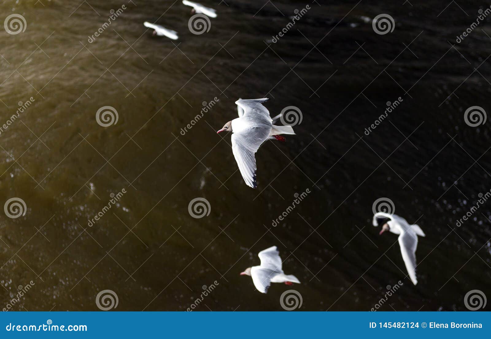 Several Gulls with White Wings Fly Over the Water, Top View, Birds ...