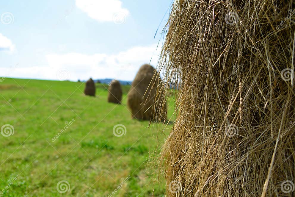 Several Hayrick on the Green Field Stock Photo - Image of meadow ...