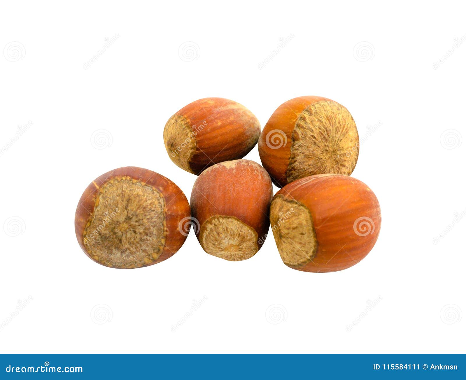 Several Hazelnuts in Shell Isolated on White Background Stock Image ...