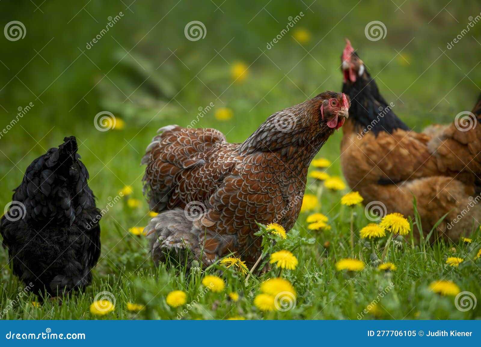 Several Hens in a Dandelion Meadow Stock Image - Image of agriculture ...