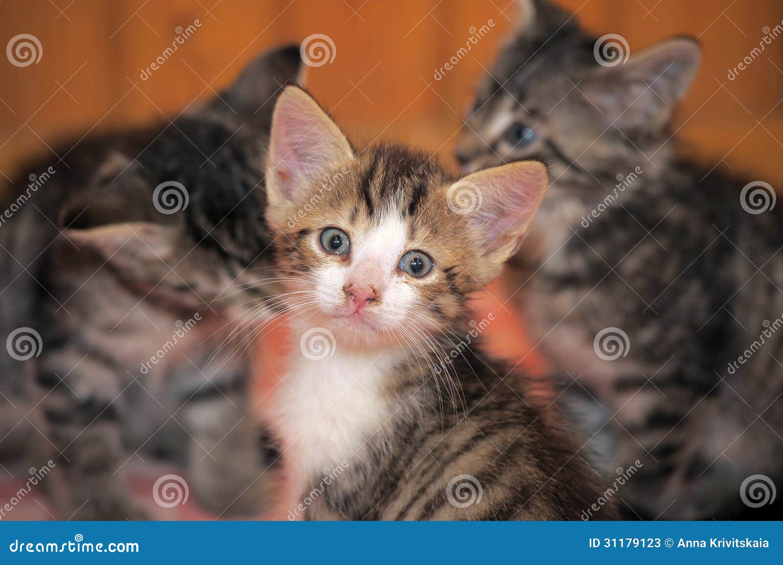 Several kittens together stock image. Image of beast - 31179123