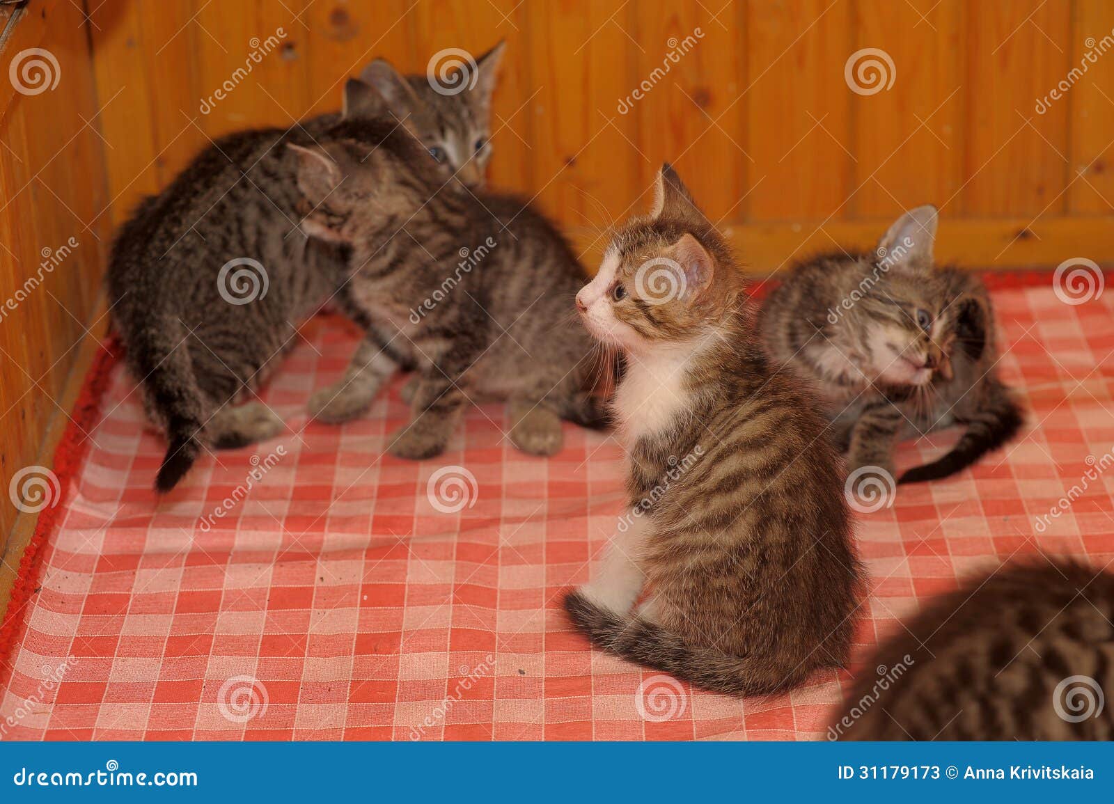 Several kittens together stock image. Image of kittens - 31179173