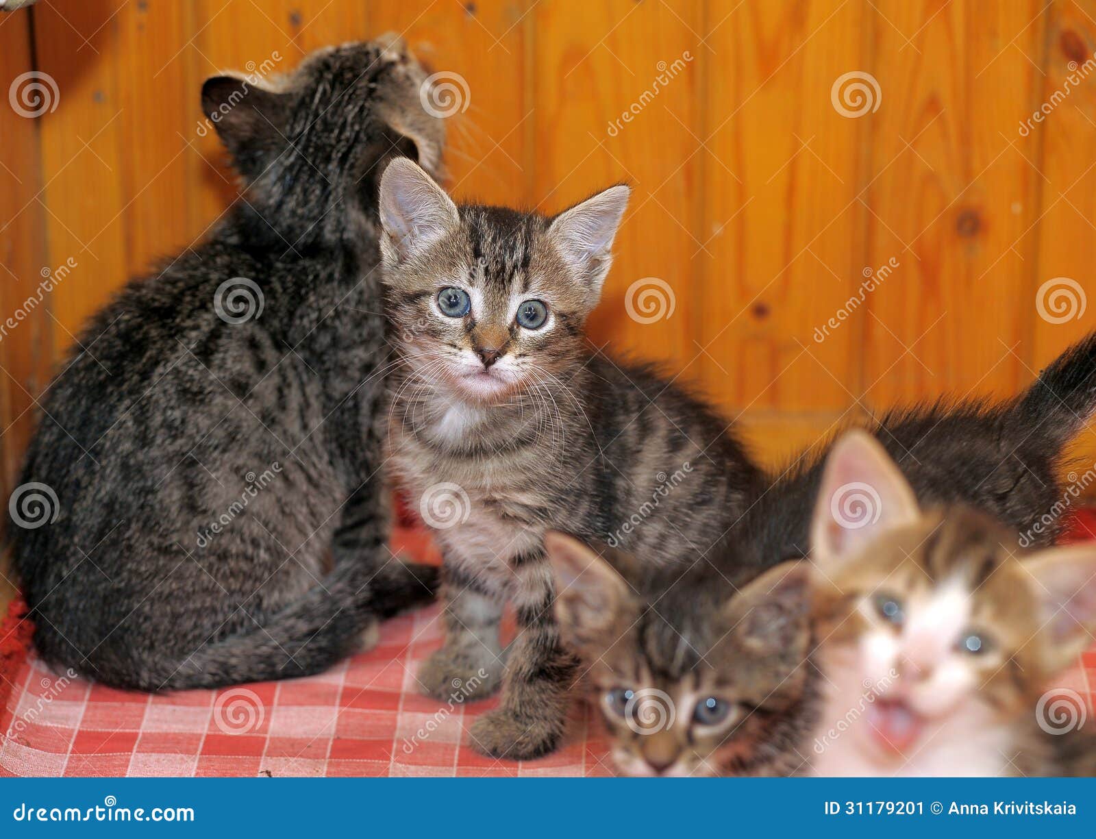 Several kittens together stock image. Image of grey, portrait - 31179201