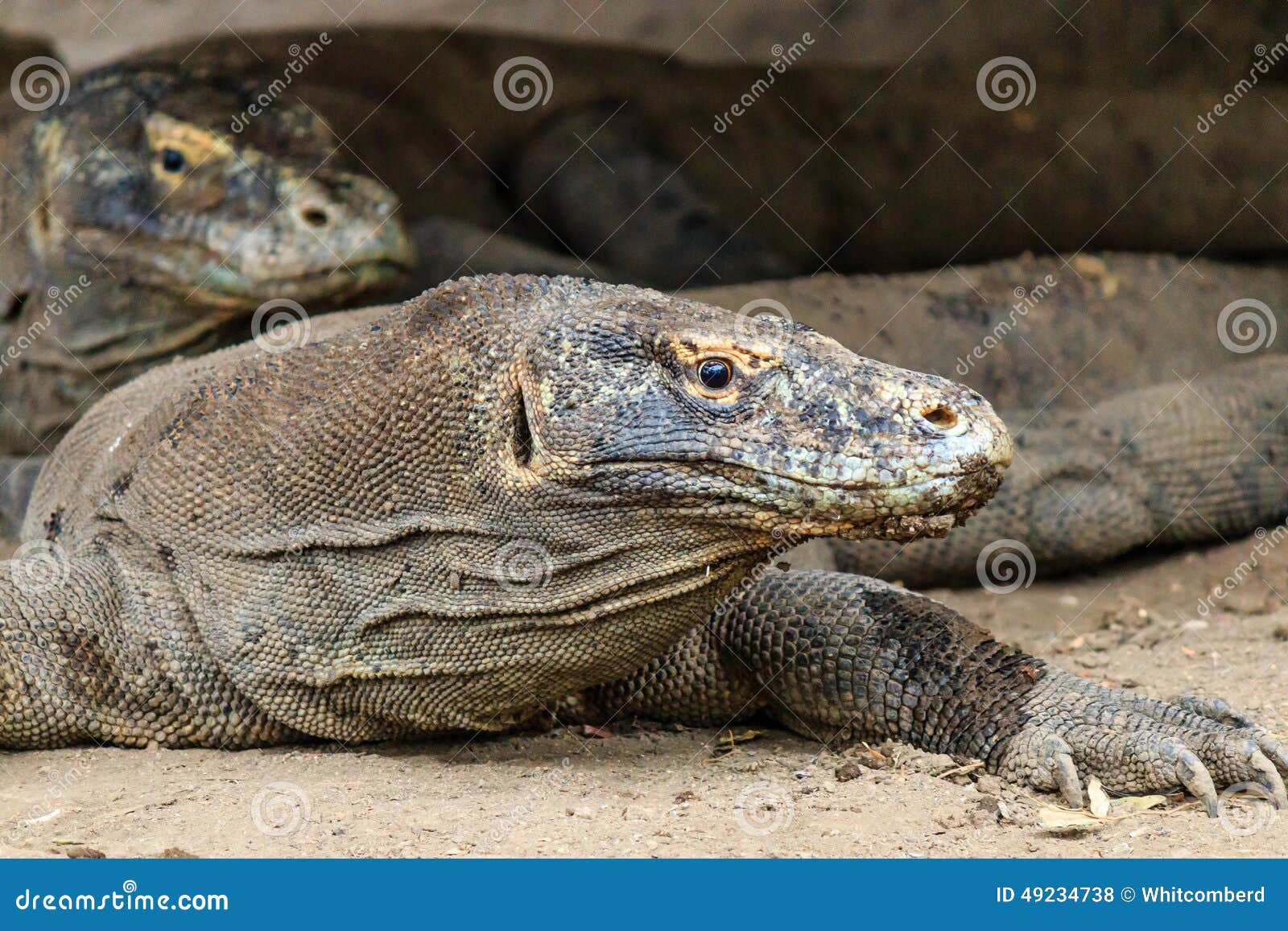 Several Komodo Dragons Hiding Under a House Stock Photo - Image of ...