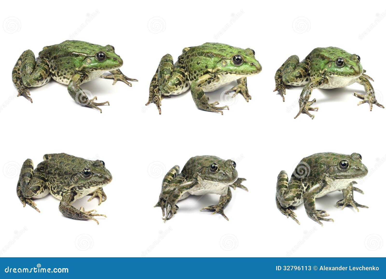 Several large frogs stock image. Image of white, background - 32796113