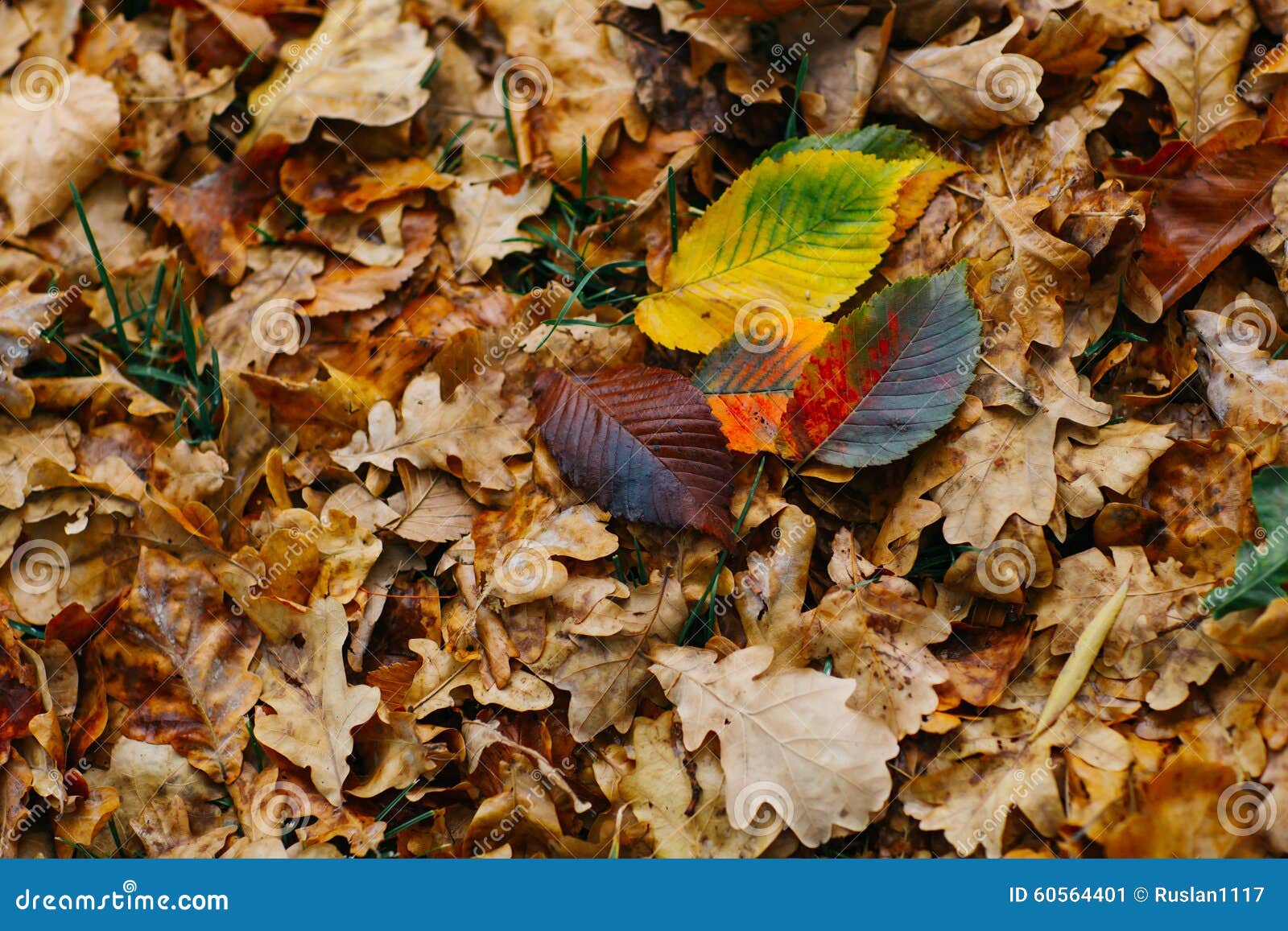 Several Large Leaves on the Background with Autumn Recent Colorful ...