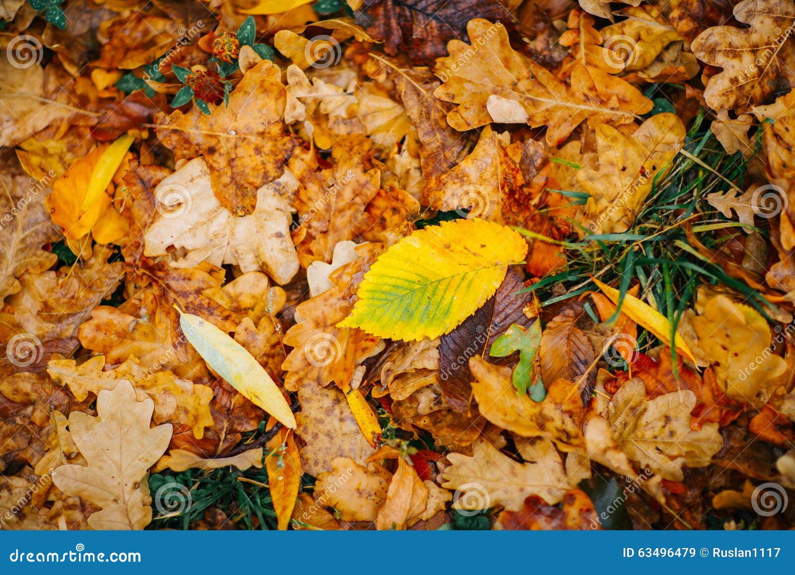 Several Large Leaves on the Background with Autumn Recent Colorful ...