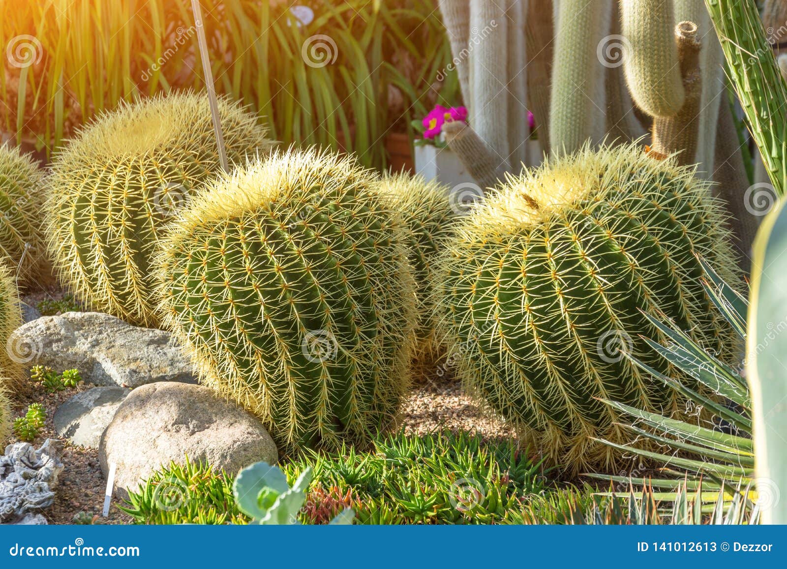 Several Large Round Cacti in the Greenhouse Stock Image - Image of ...