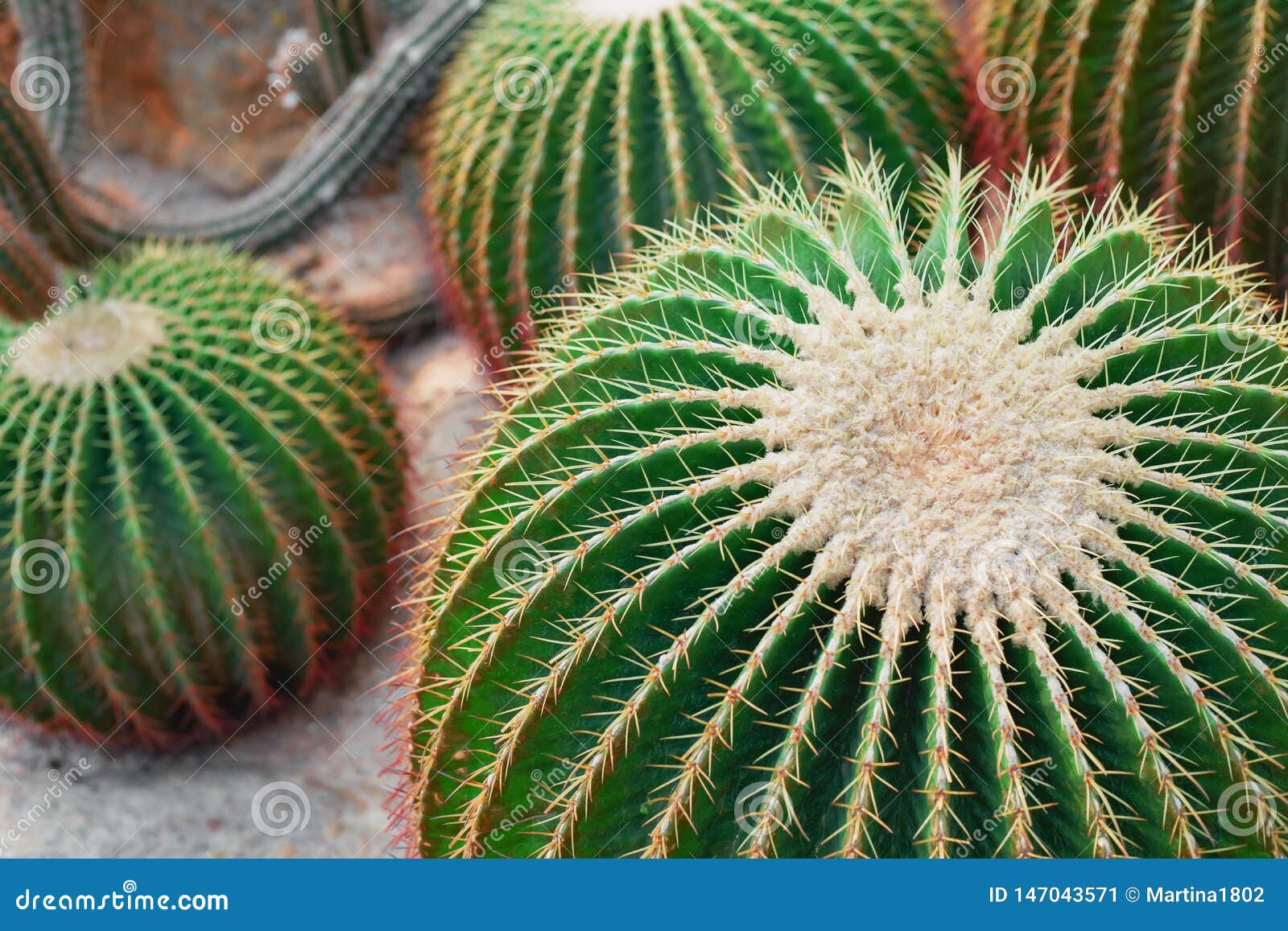 Several Large Round Cacti in the Greenhouse Stock Image - Image of ...