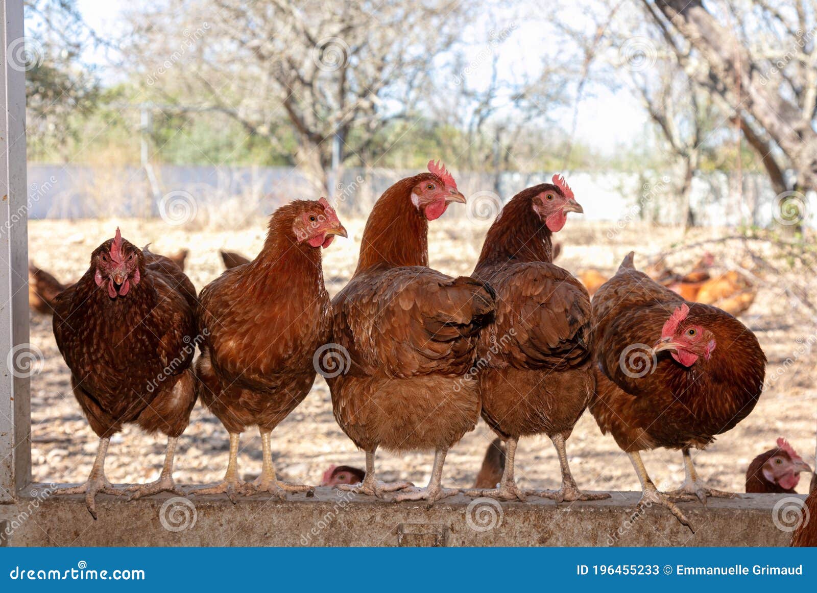 Several Laying Hens Looking Stock Image - Image of bird, animal: 196455233