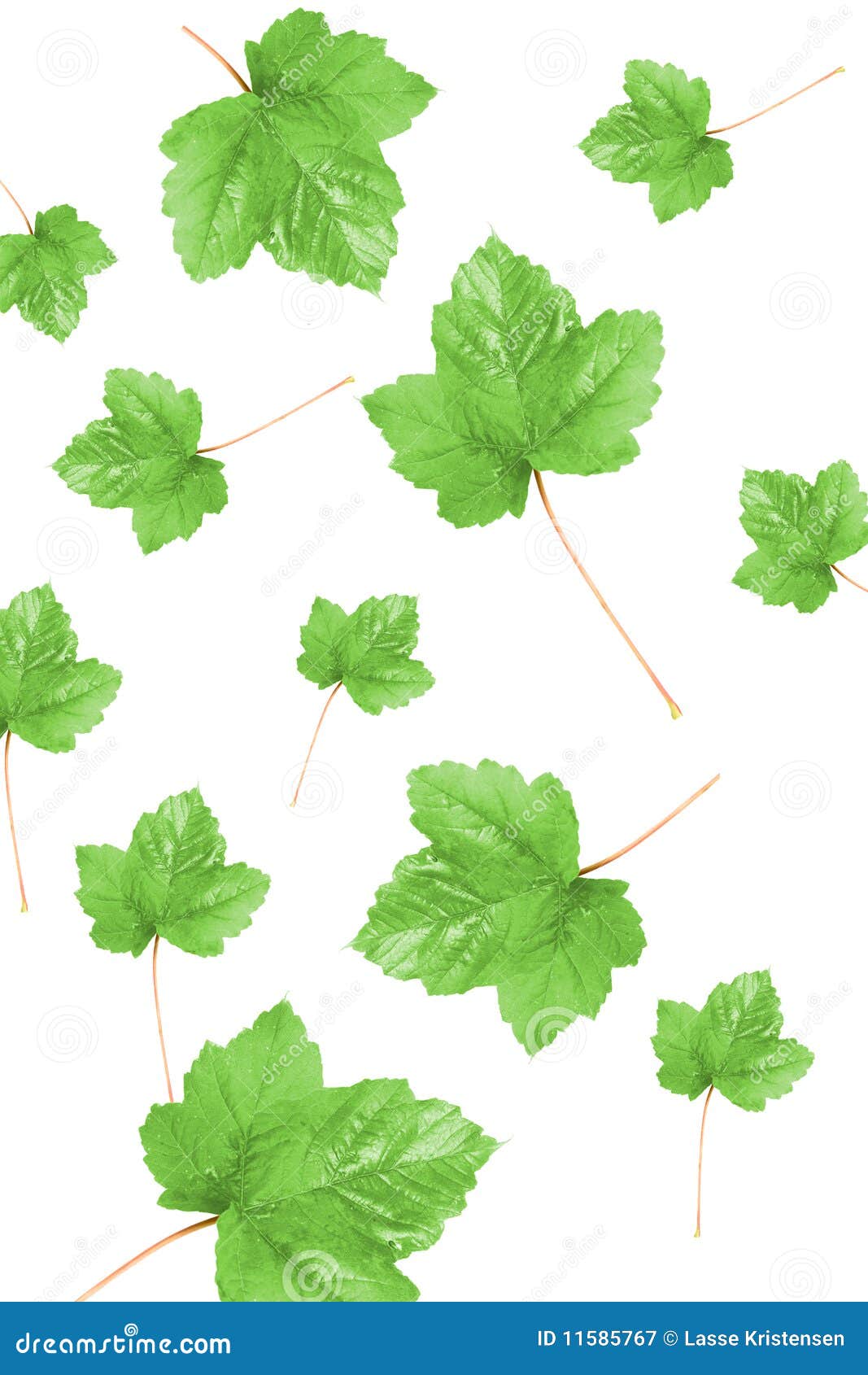 Several leaves stock image. Image of canadian, botany - 11585767