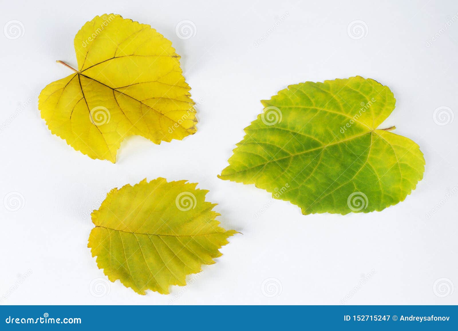 Several Leaves Lying on a White Background. Composition Stock Image ...