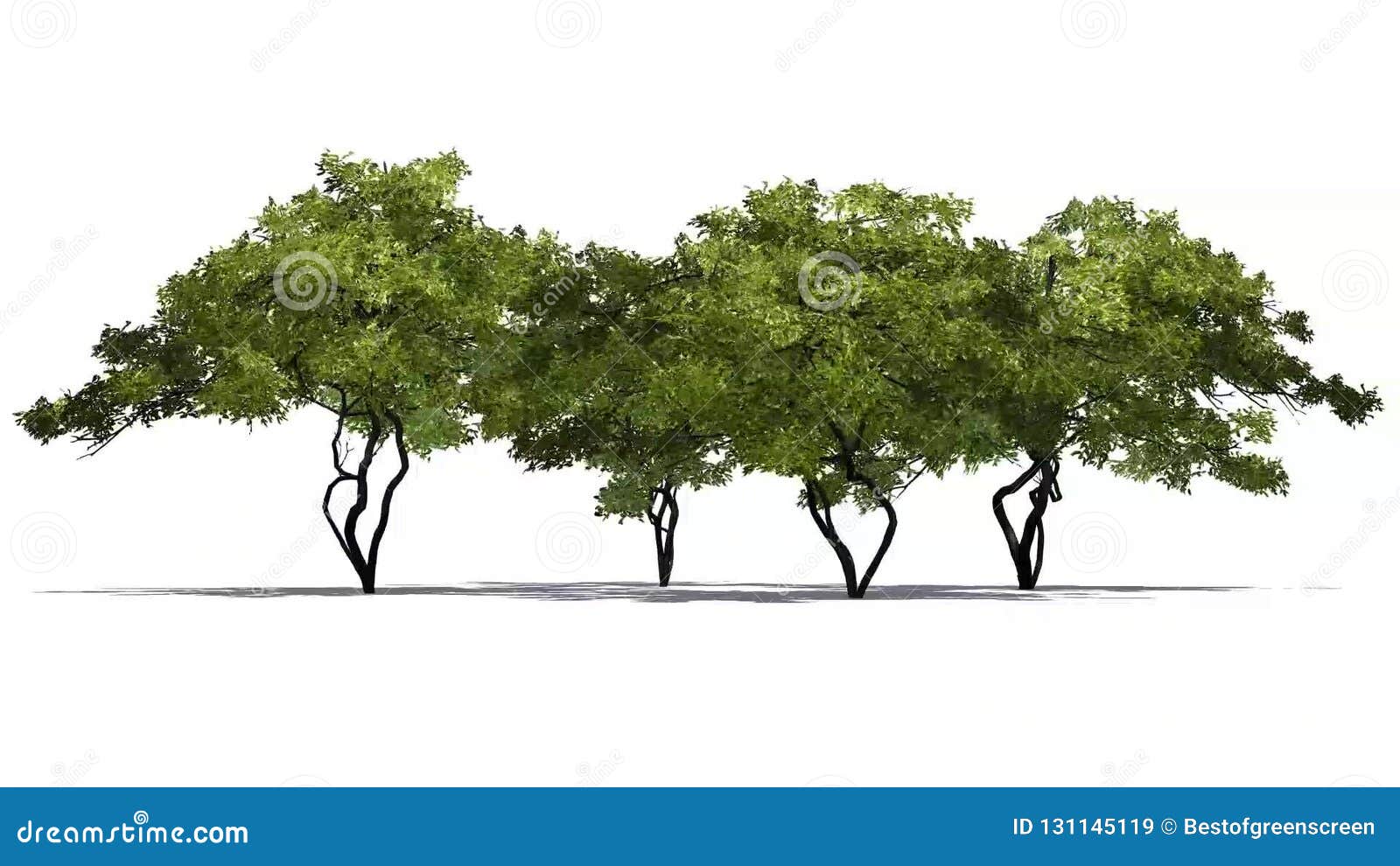 Several Lemon Trees in Strong Wind with Shadow Stock Video - Video of ...