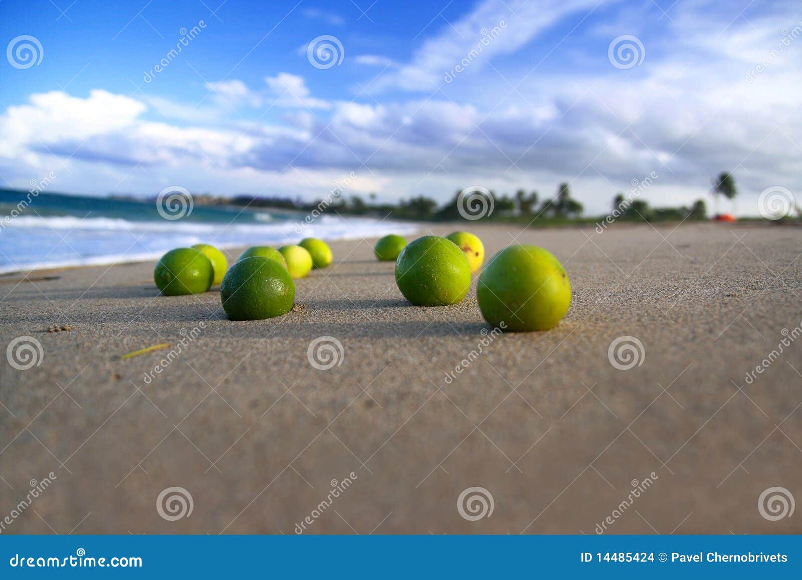 Several Limes on Beach of Atlantic Ocean Stock Photo - Image of ...
